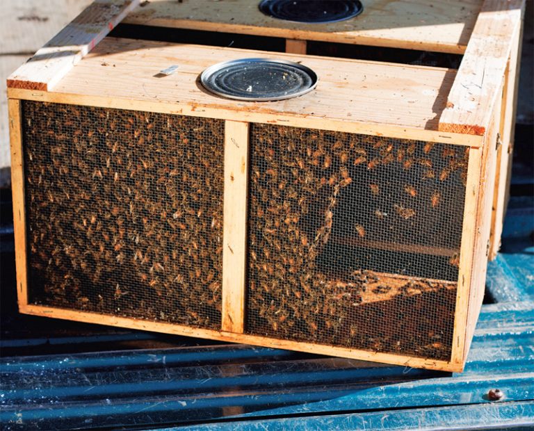 From Point A To Point Bee - Backyard Beekeeping